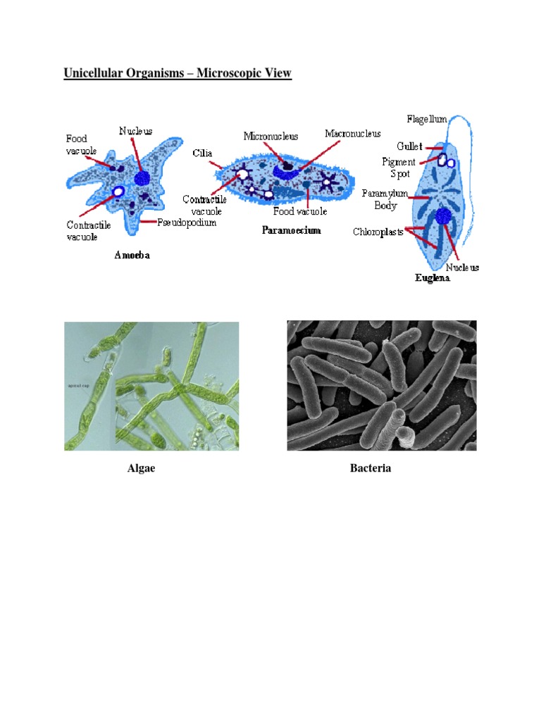 Unicellular Organisms - Microscopic View: Algae Bacteria | PDF