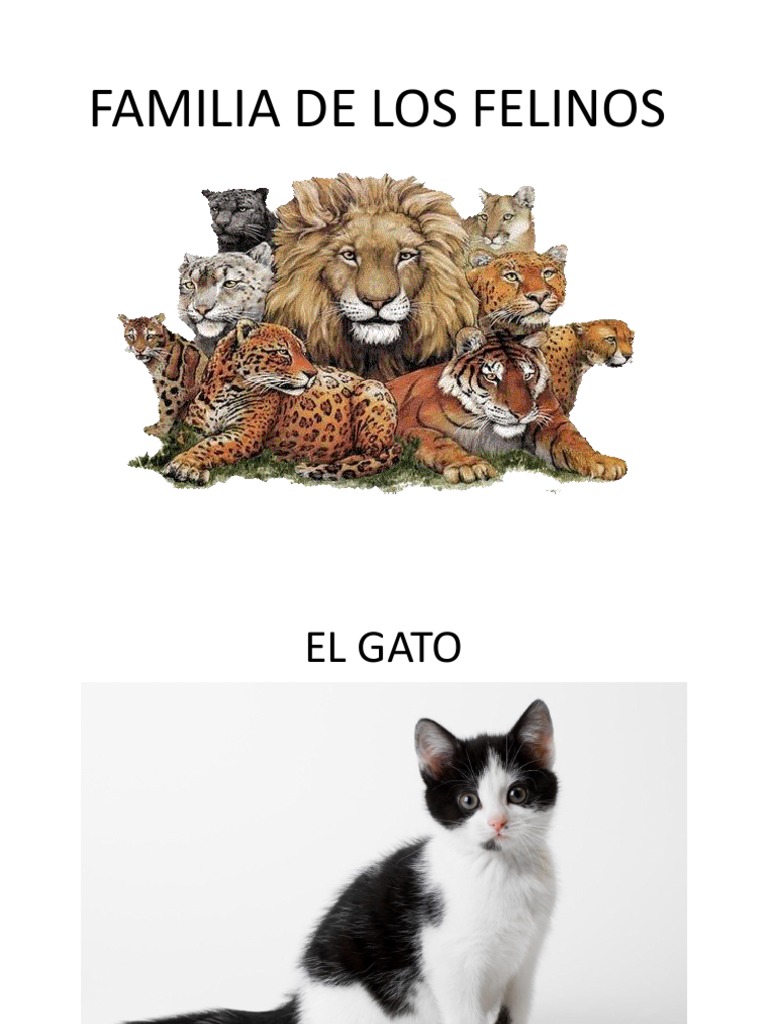 Familia de Los Felinos | PDF