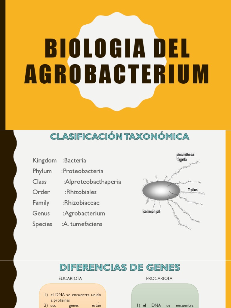 Exposicion Biologia Del Agrobacterium T | PDF | Plásmido | Adn