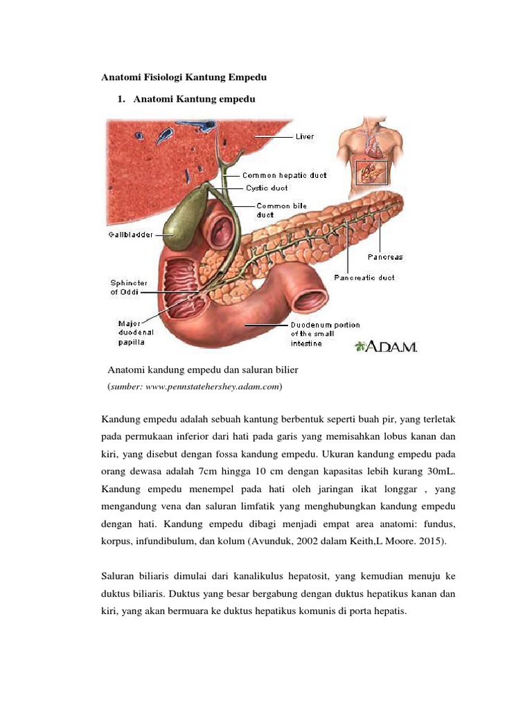 Anatomi Fisiologi Kantung Empedu Prabowo | PDF