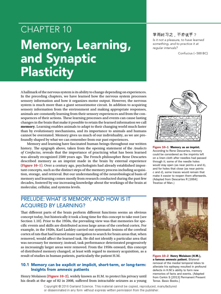 Plasticity Pon - ch10 - Final PDF | PDF | Hippocampus Anatomy | Long Term Potentiation