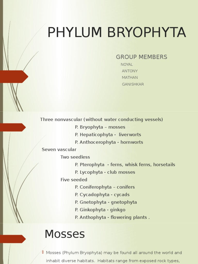 Phylum Bryophyta New | Moss | Botany