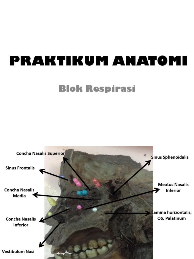 Prakt. Anatomi Respi - 1 | PDF