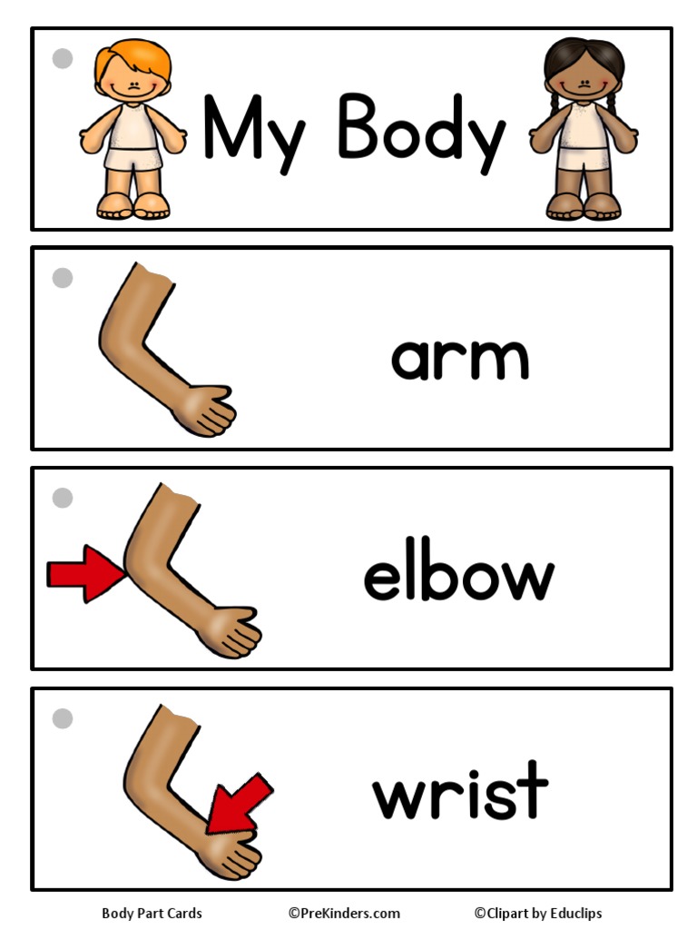 body-part-word-cards.pdf