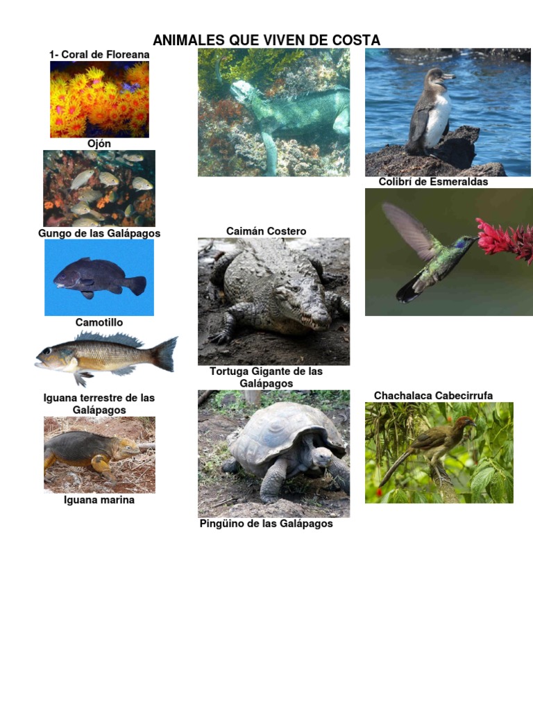 Animales Que Viven de Costa