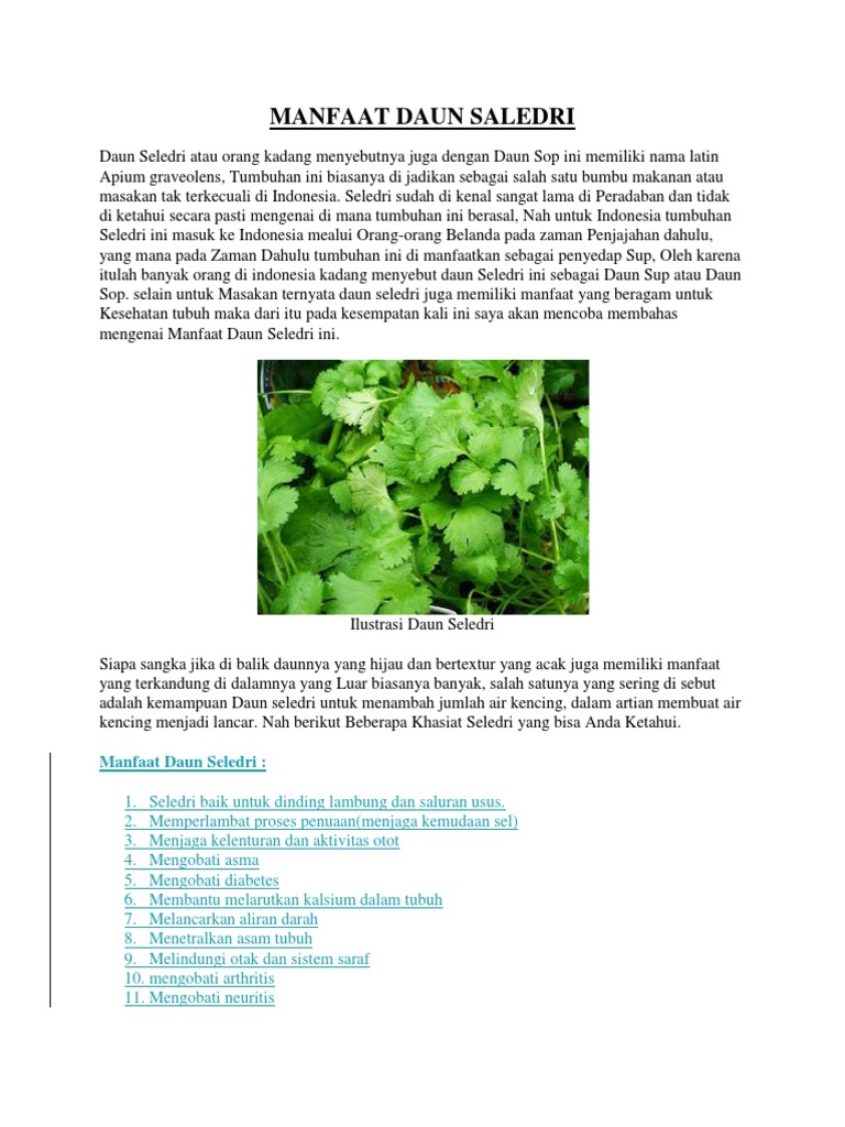 Daun Seledri Atau Orang Kadang Menyebutnya Juga Dengan Daun Sop Ini ...