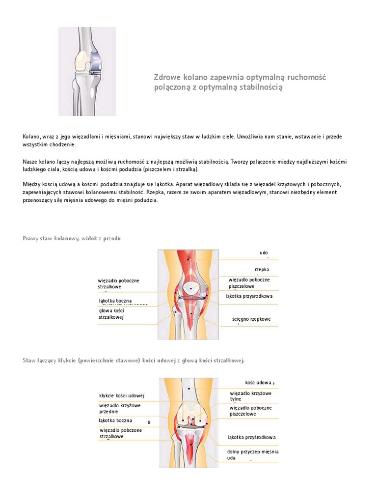 Staw Kolanowy Pl | Knee | Joints