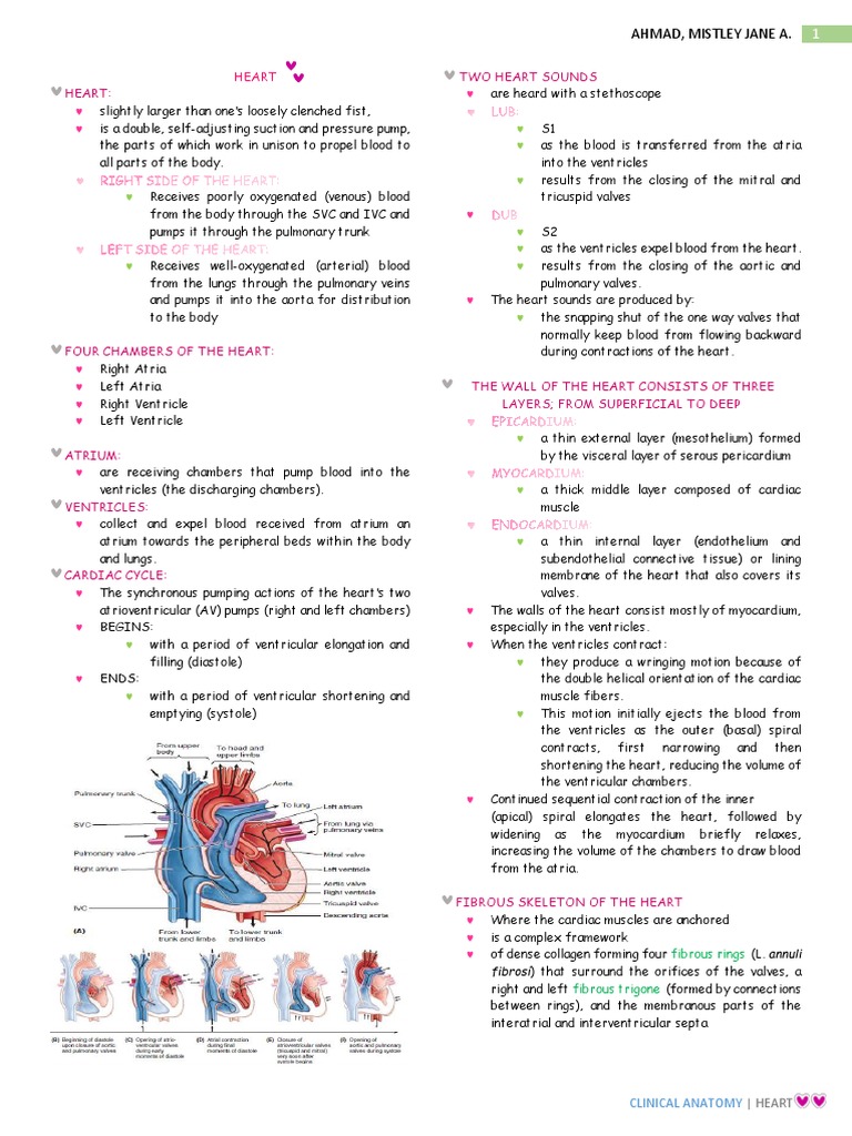 Heart | PDF | Heart Valve | Ventricle (Heart)