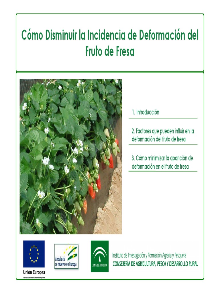 Como Disminuir La Deformacion en El Fruto de Fresa | PDF | fresa | Fruta