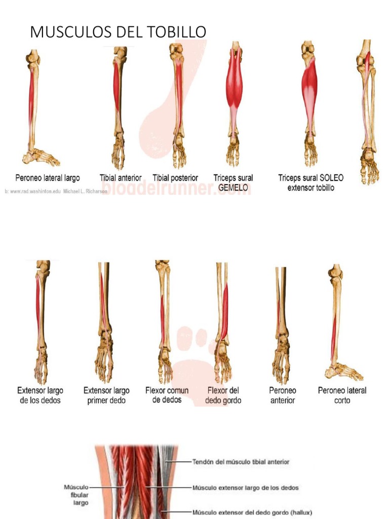 Musculos Del Tobillo