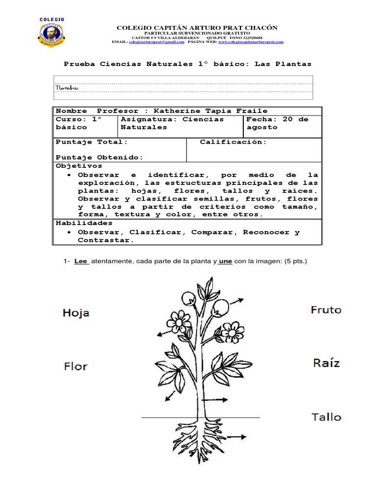 Prueba Las Plantas 1 | PDF | Plantas | Horticultura y jardinería