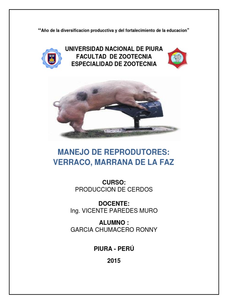 Introduccion de Verracos - Marranas Vacias 3er Informe | PDF | El embarazo | Nutrición