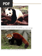 Tipos de Pandas | PDF | Panda gigante | Osos