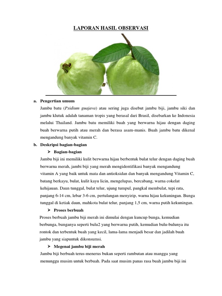 Laporan Hasil Observasi Jambu | PDF