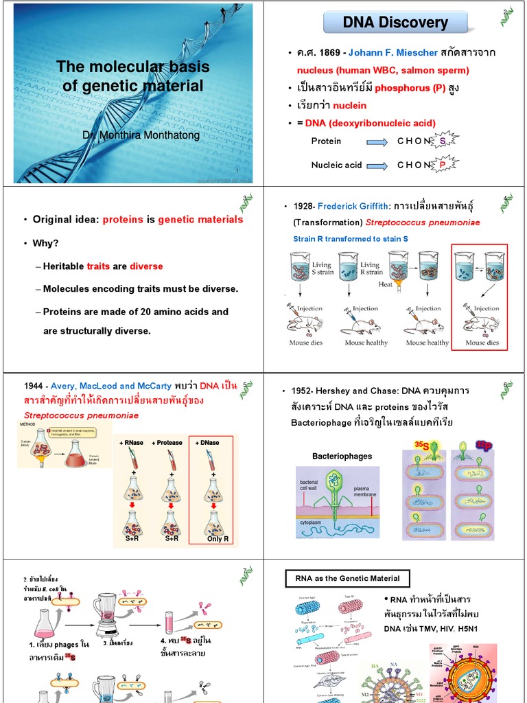 DNA | PDF