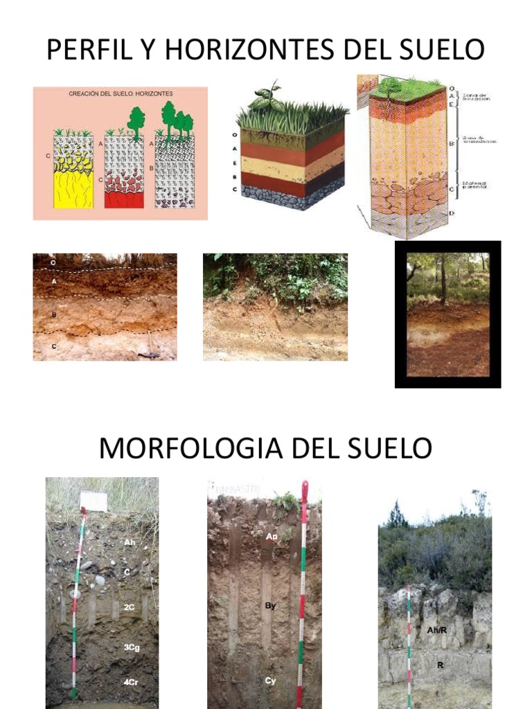 Identificando Los Horizontes Del Suelo: Definición Y Tipos – YGMD
