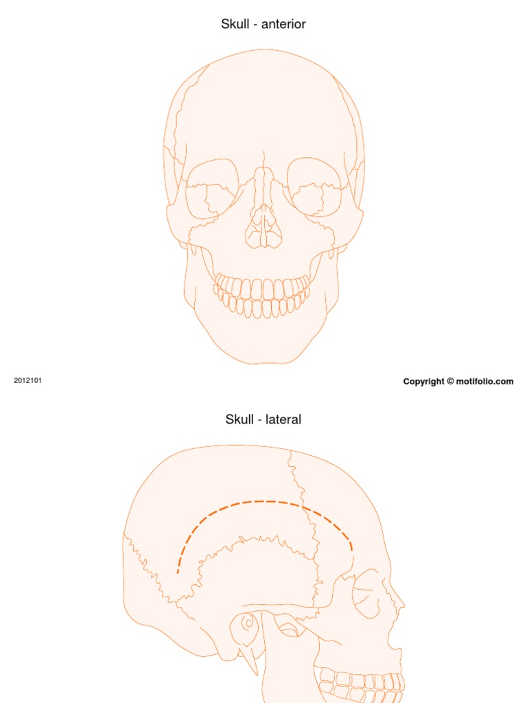 Toolkit Anatomy 02 Head Neck | Download Free PDF | Neck | Anatomical ...