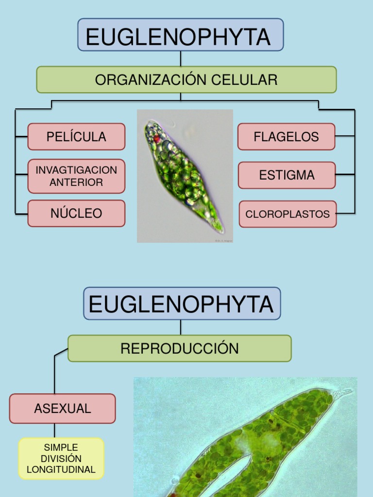 EUGLENOPHYTA | PDF