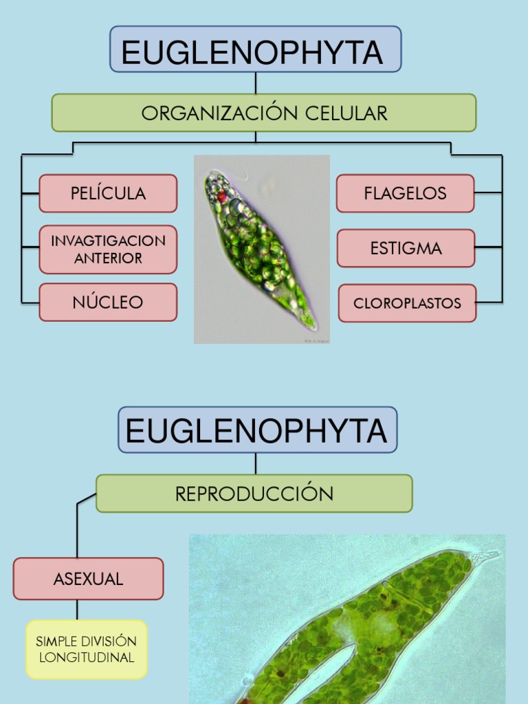 EUGLENOPHYTA | PDF