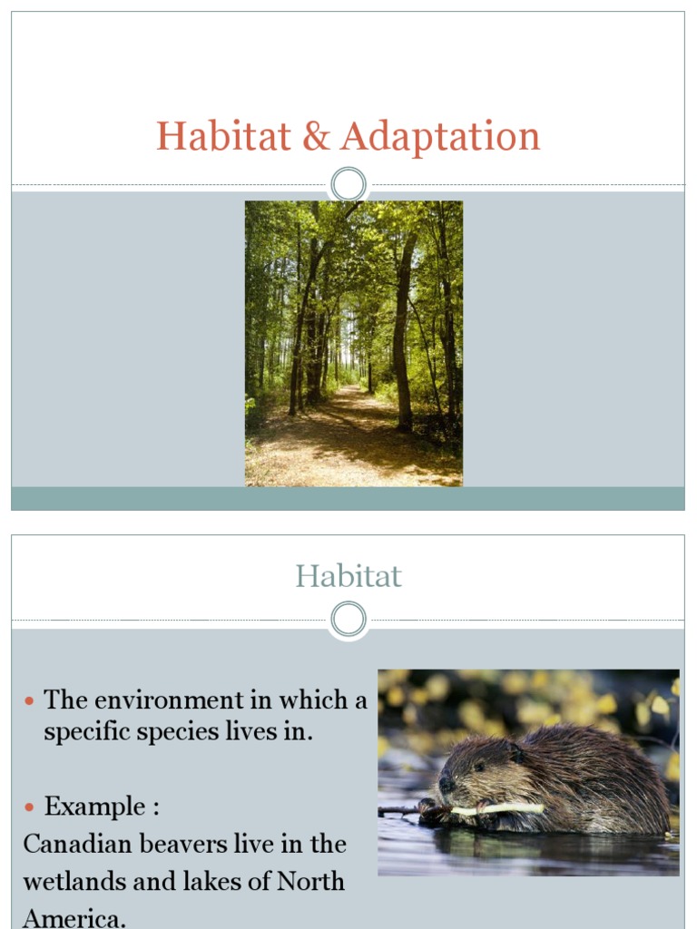 Habitat & Adaptation | PDF | Adaptation | Habitat