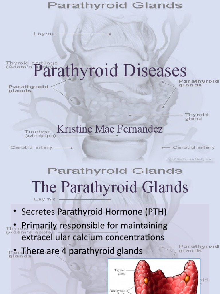 Parathyroid Diseases: Kristine Mae Fernandez | PDF | Parathyroid Gland ...