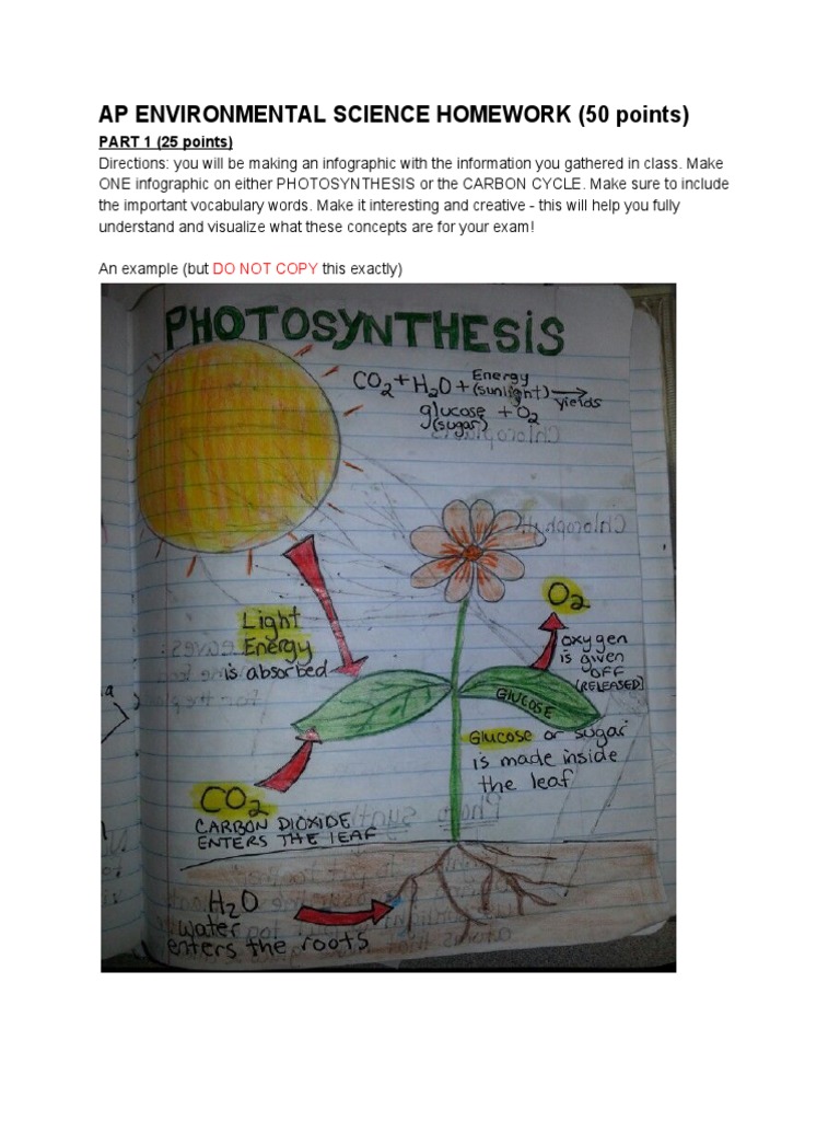 Photosynthesis Infographic Homework | PDF | Science & Mathematics