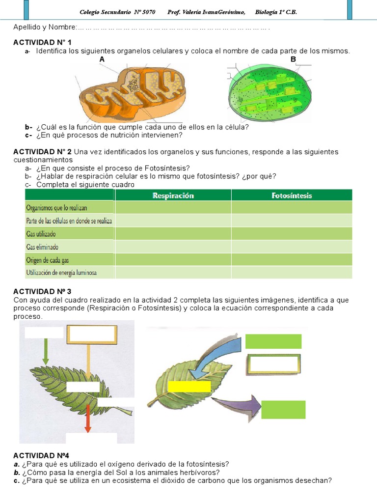 Fotosintesis y Respiración