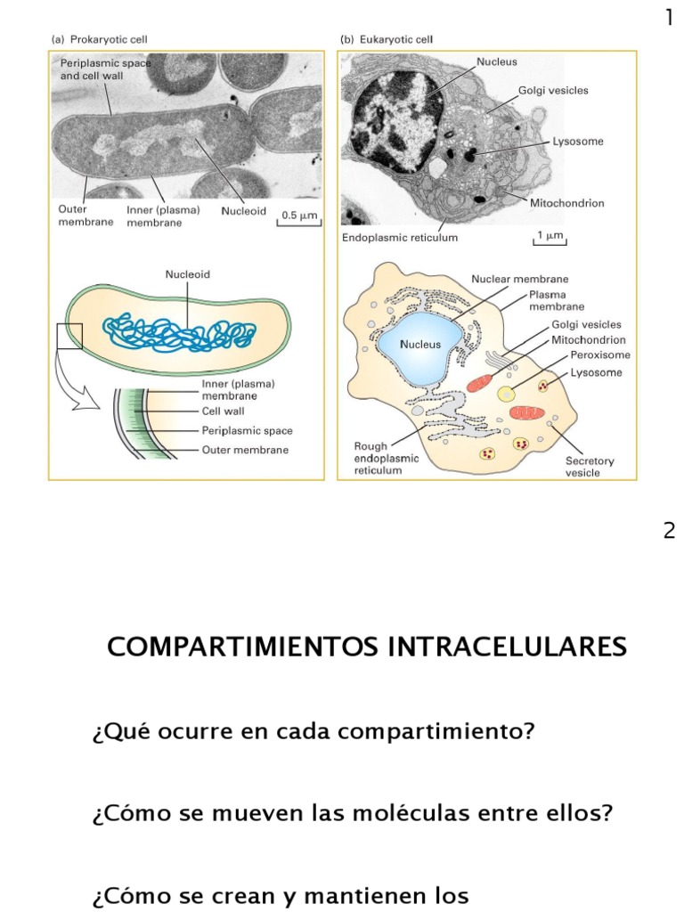 Teorico Membranas Internas | PDF | Biología Celular) | Membrana celular