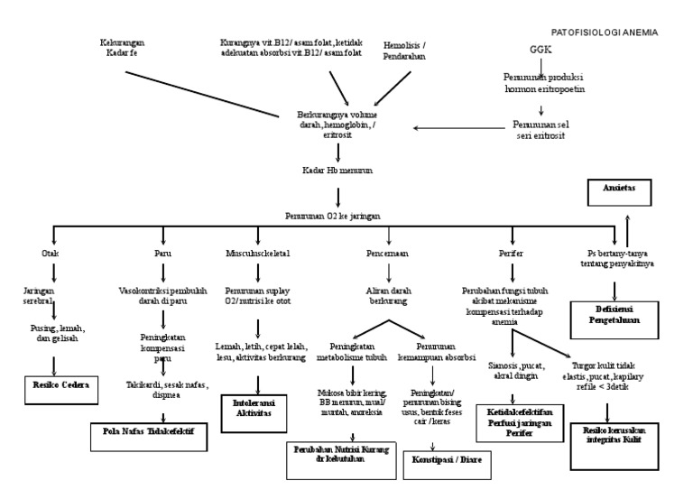 Pathway Anemia | PDF