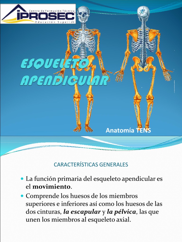 Esqueleto Apendicular | PDF | Pelvis | Mano