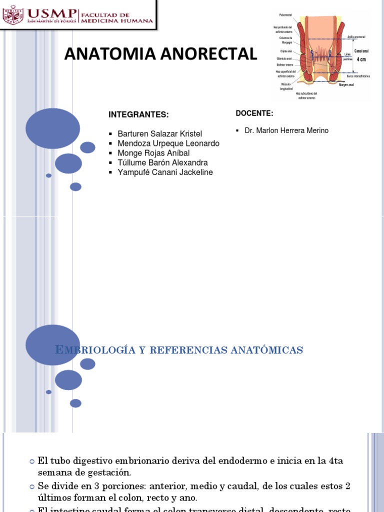 Anatomia AnorrectaL | PDF | Recto | Hemorroides