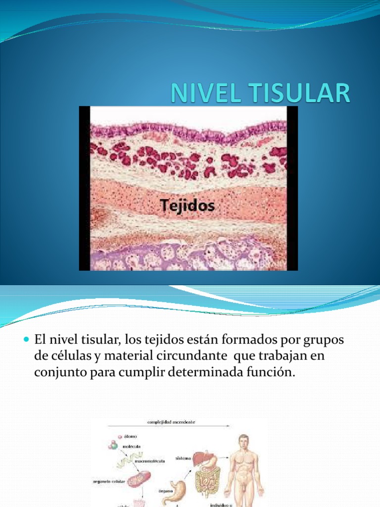 Nivel Tisular | PDF | Músculo | Epitelio