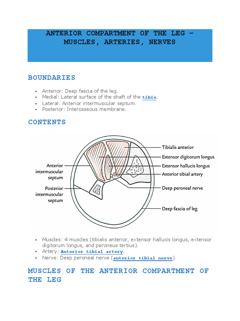 Anterior Compartment Of The Leg – Muscles, Arteries, Nerves: Boundaries