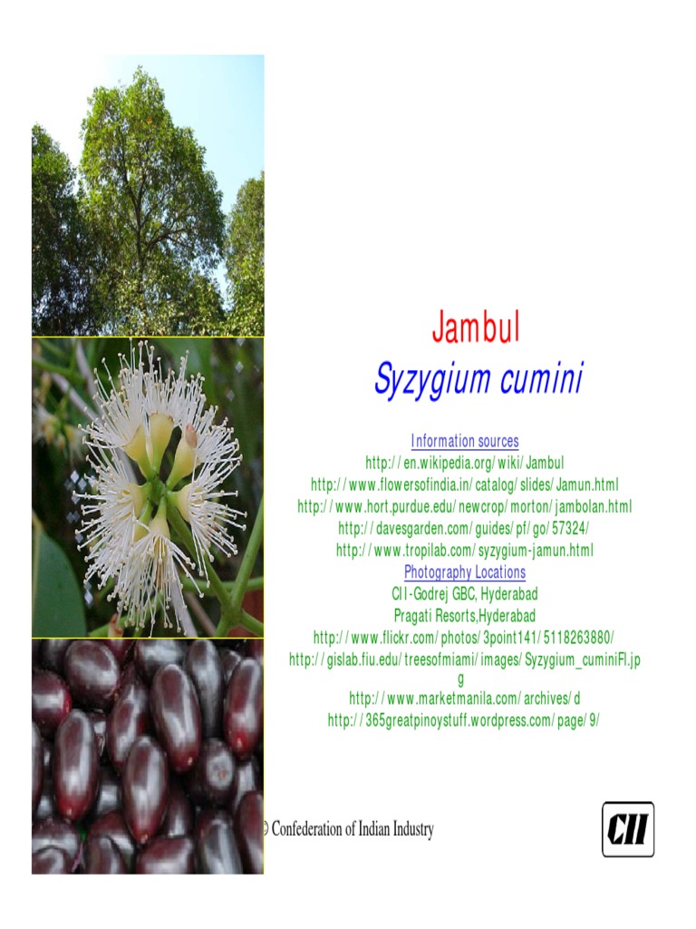 Syzygium Cumini | PDF | Edible Plants | Horticulture And Gardening