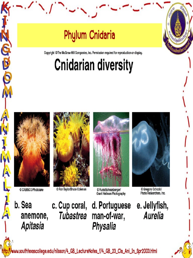 Phylum Cnidaria | PDF | Aquatic Animals | Organisms