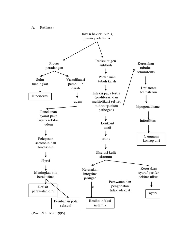 Pathway Orkitis | PDF