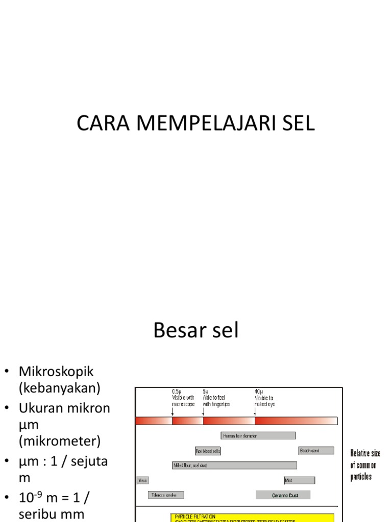 Cara Mempelajari Sel | PDF