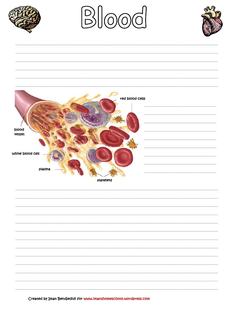 Blood | PDF | Blood Cell | Tissue (Biology)