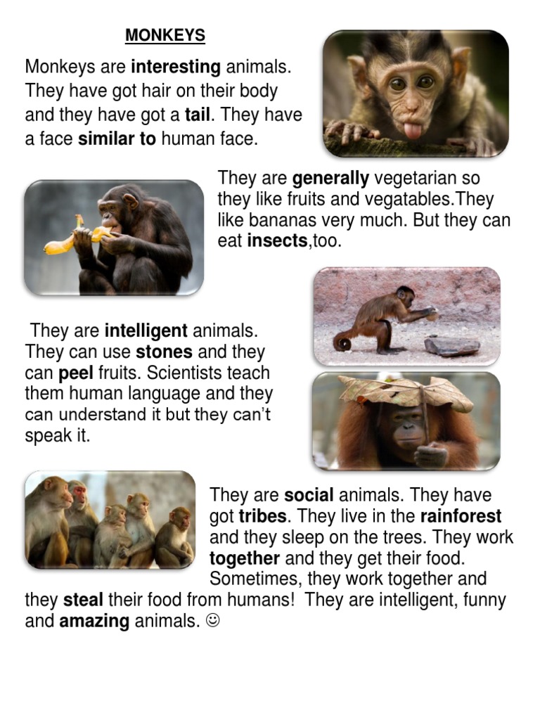 Fascinating Facts About Monkeys | PDF