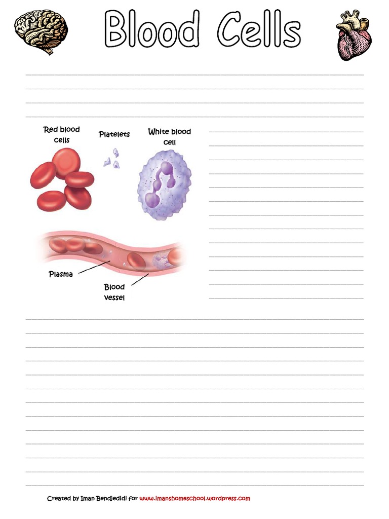 Blood Cells | PDF | Blood | Anatomy