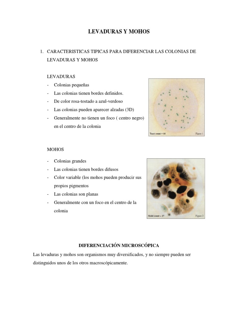 Diferencias entre Levaduras y Mohos | PDF | Cocina, comidas y vino | Hogar, jardinería y bricolaje