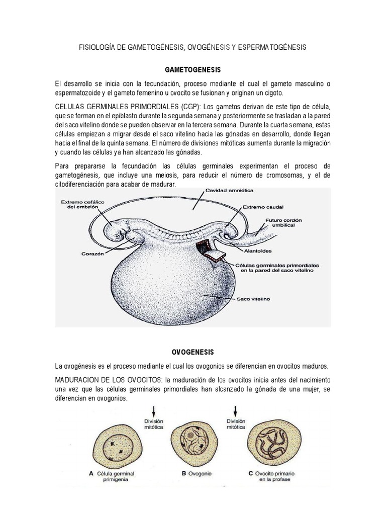 Fisiología de Gametogénesis | PDF | Mitosis | Sistema reproductivo