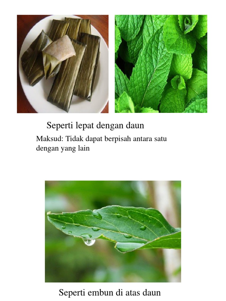 Peribahasa Mengandungi Kata Daun | PDF
