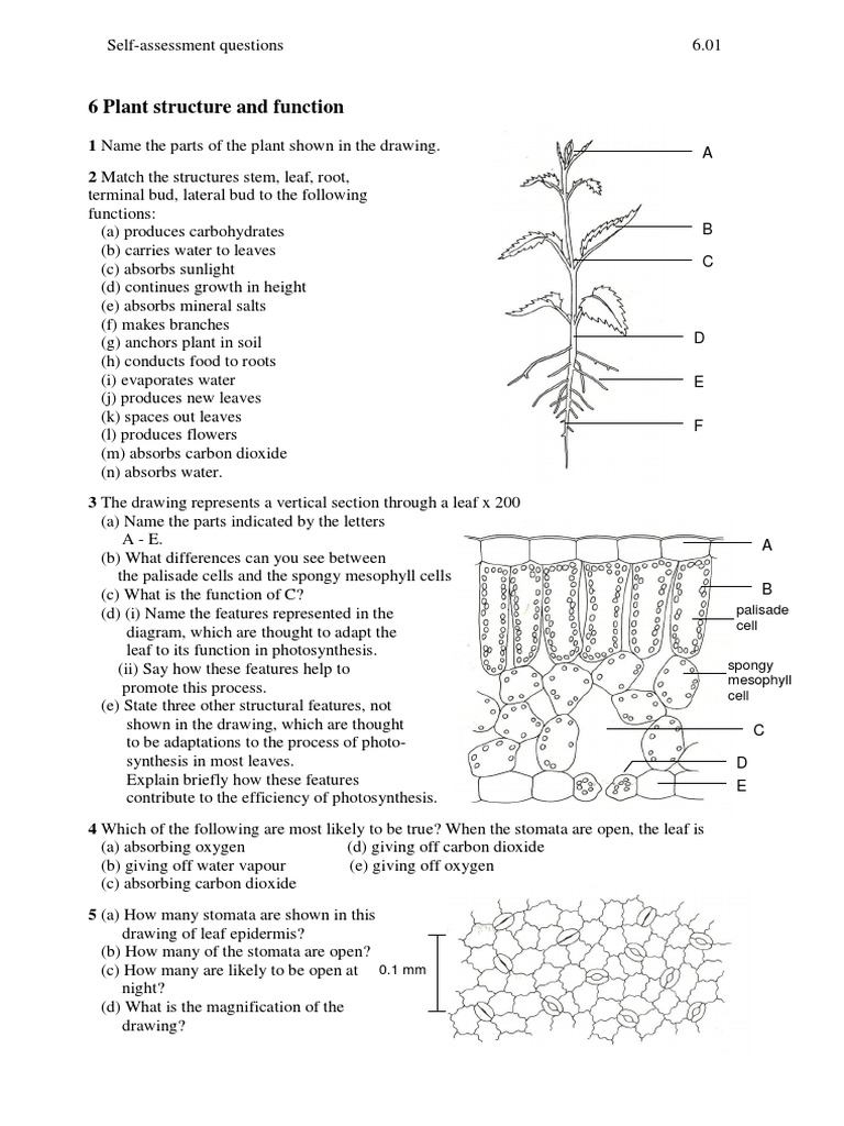 Plant Structure Questions | PDF | Stoma | Photosynthesis