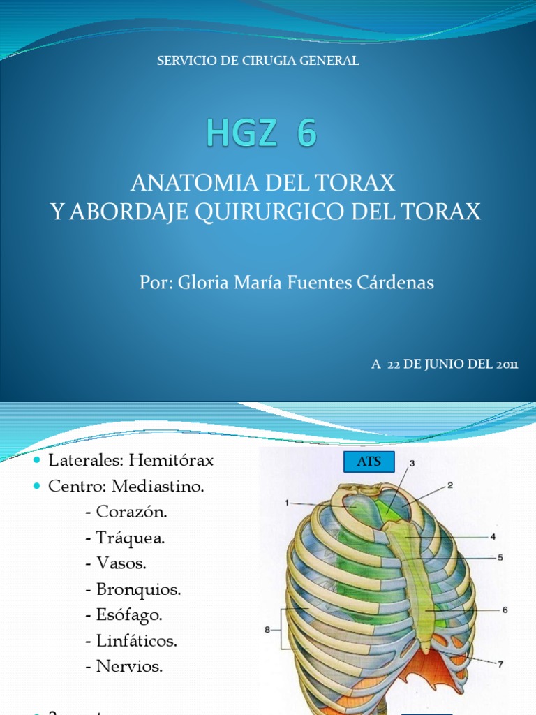 Anatomia de Torax | PDF | Tórax | Sistema esquelético