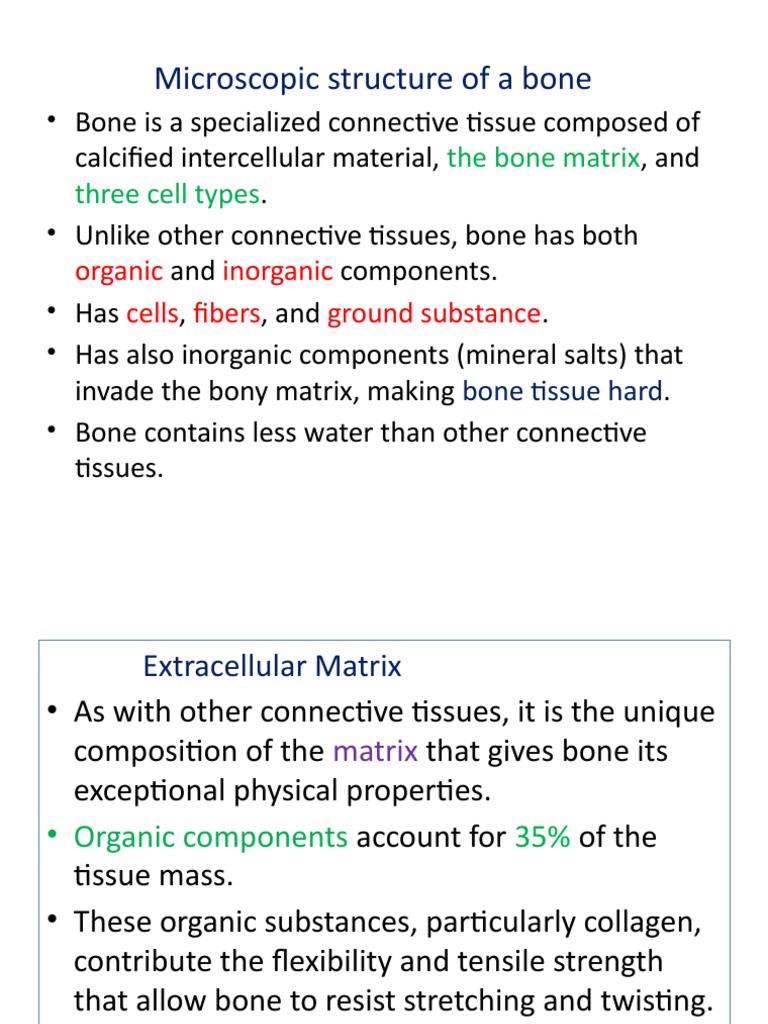 Bone Histology: Structure and Composition | PDF | Osteoblast | Bone