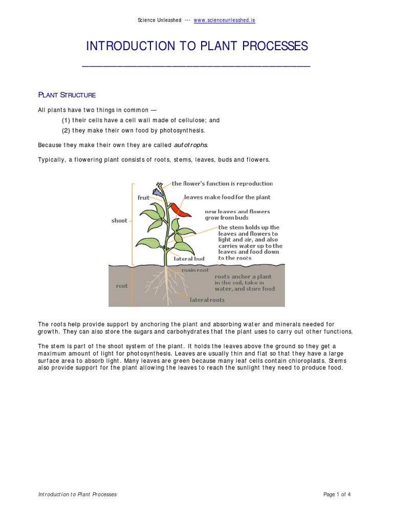 Introduction To Plant Processes | PDF | Plants | Photosynthesis