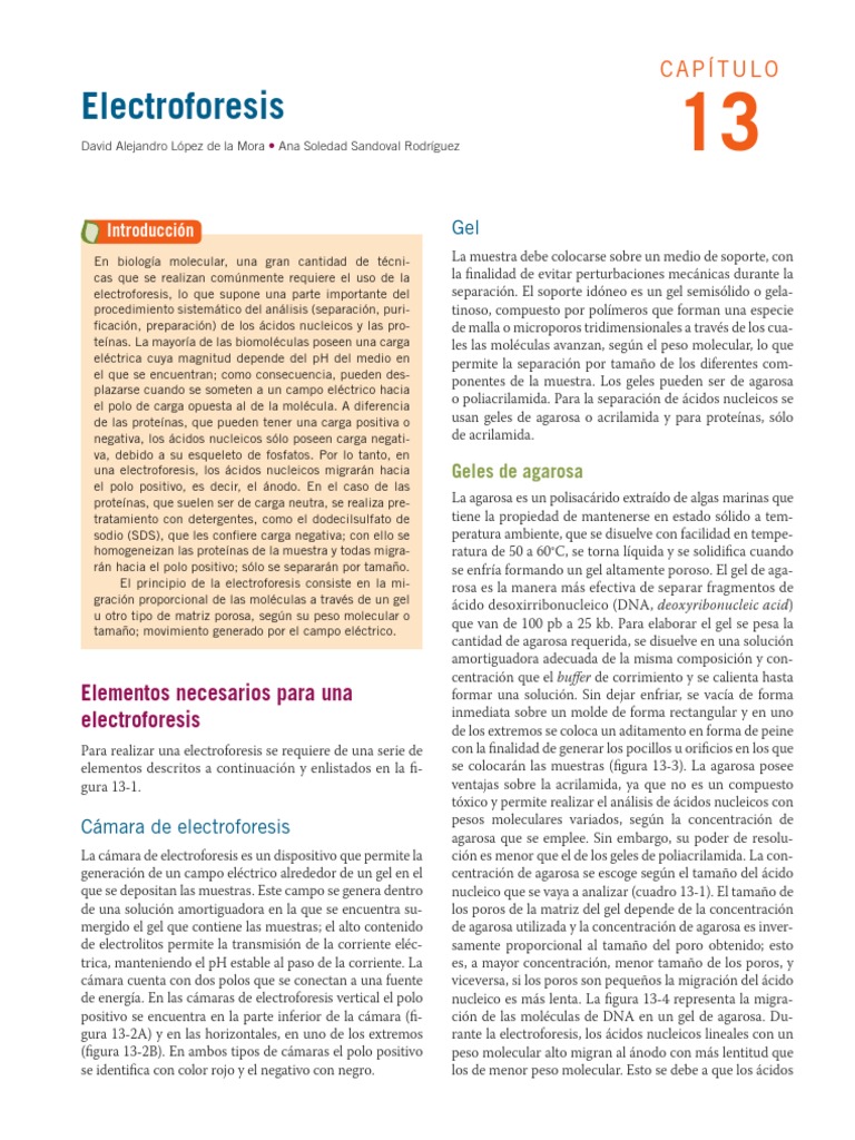 Electroforesis PDF | PDF | Electroforesis | Adn