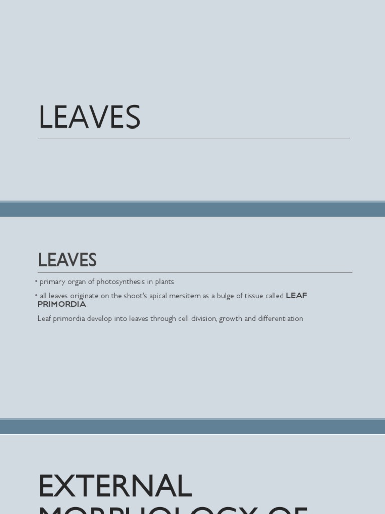 Leaves | PDF | Stoma | Branches Of Botany