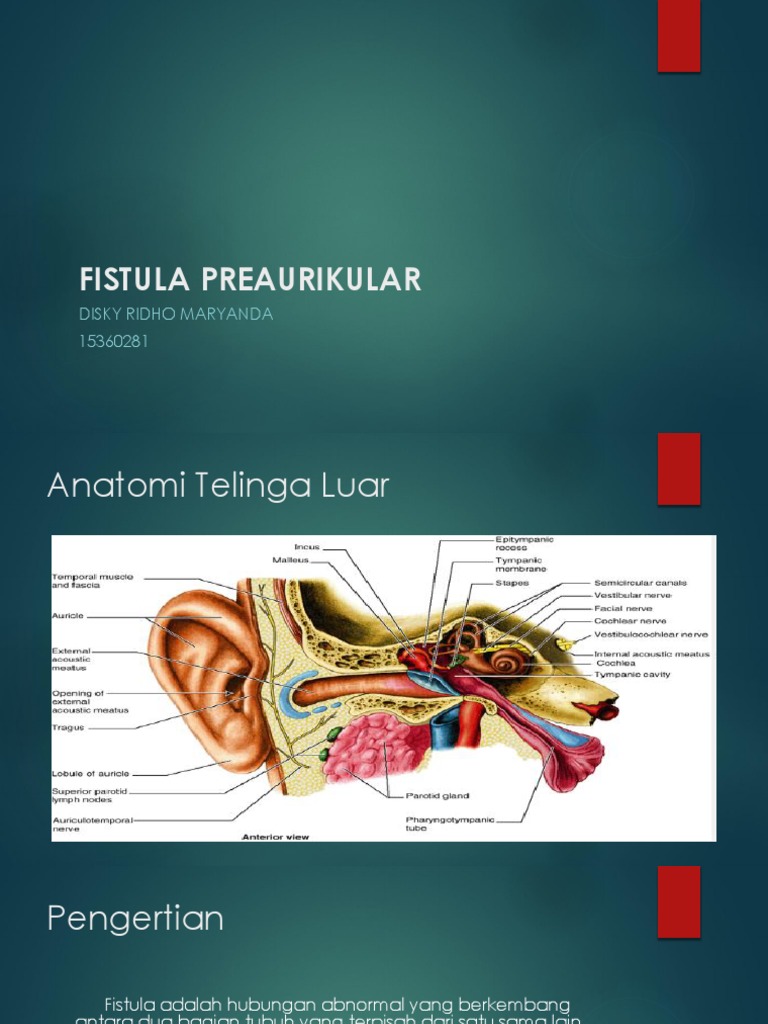 Fistula Preaurikular | PDF